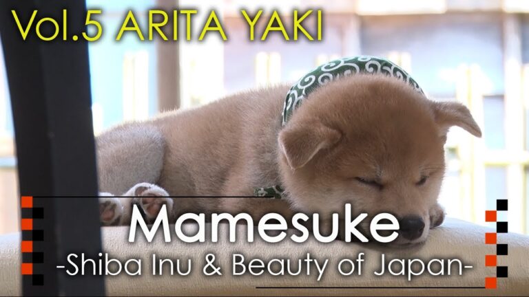 Mamesuke -Shiba Inu & Beauty of Japan- / Vol.5 ARITA YAKI | 豆柴まとめ通信